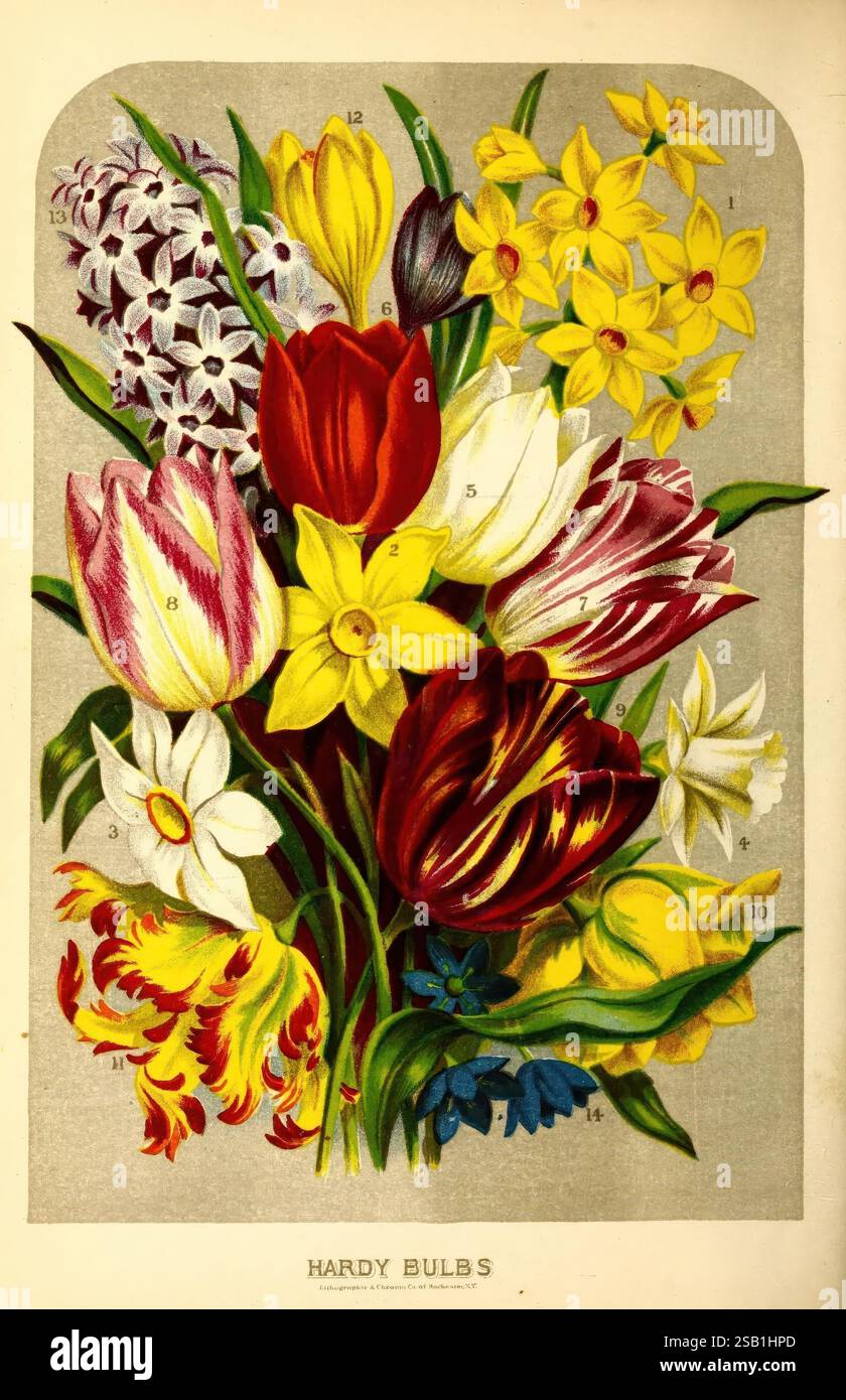 Various hardy bulbs showcases hi-res stock photography and images - Alamy