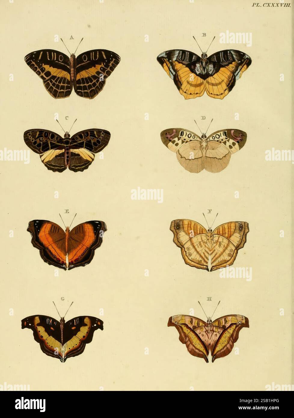 Top row features butterflies labeled hi-res stock photography and ...