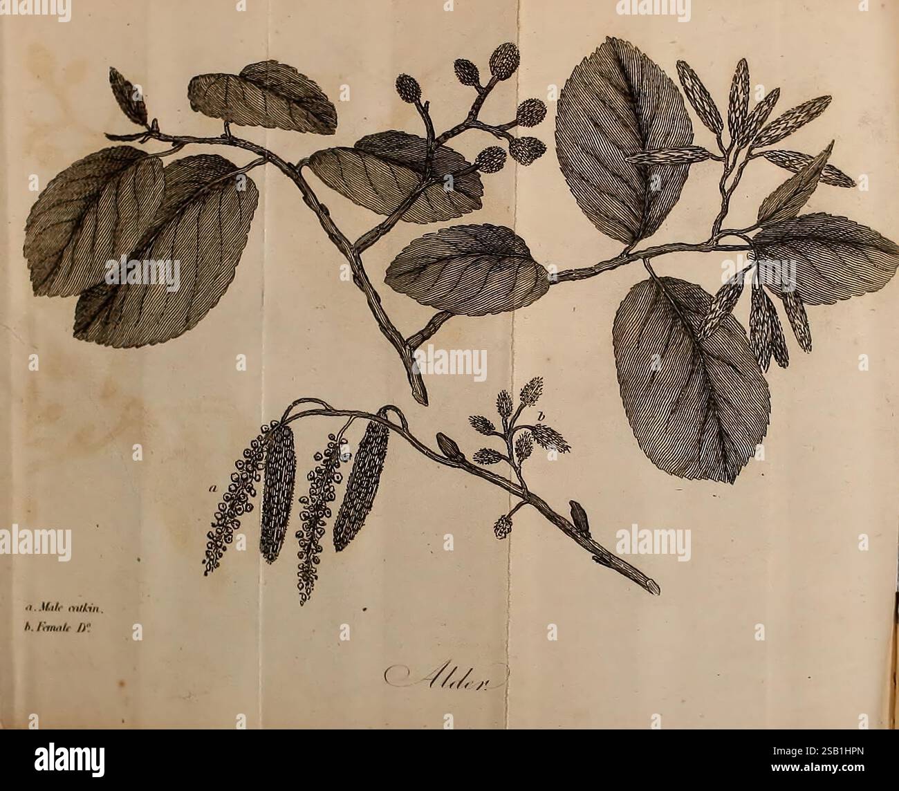 The, woodland, companion, London, Baldwin, Cradock, and, Joy, 1815 ...