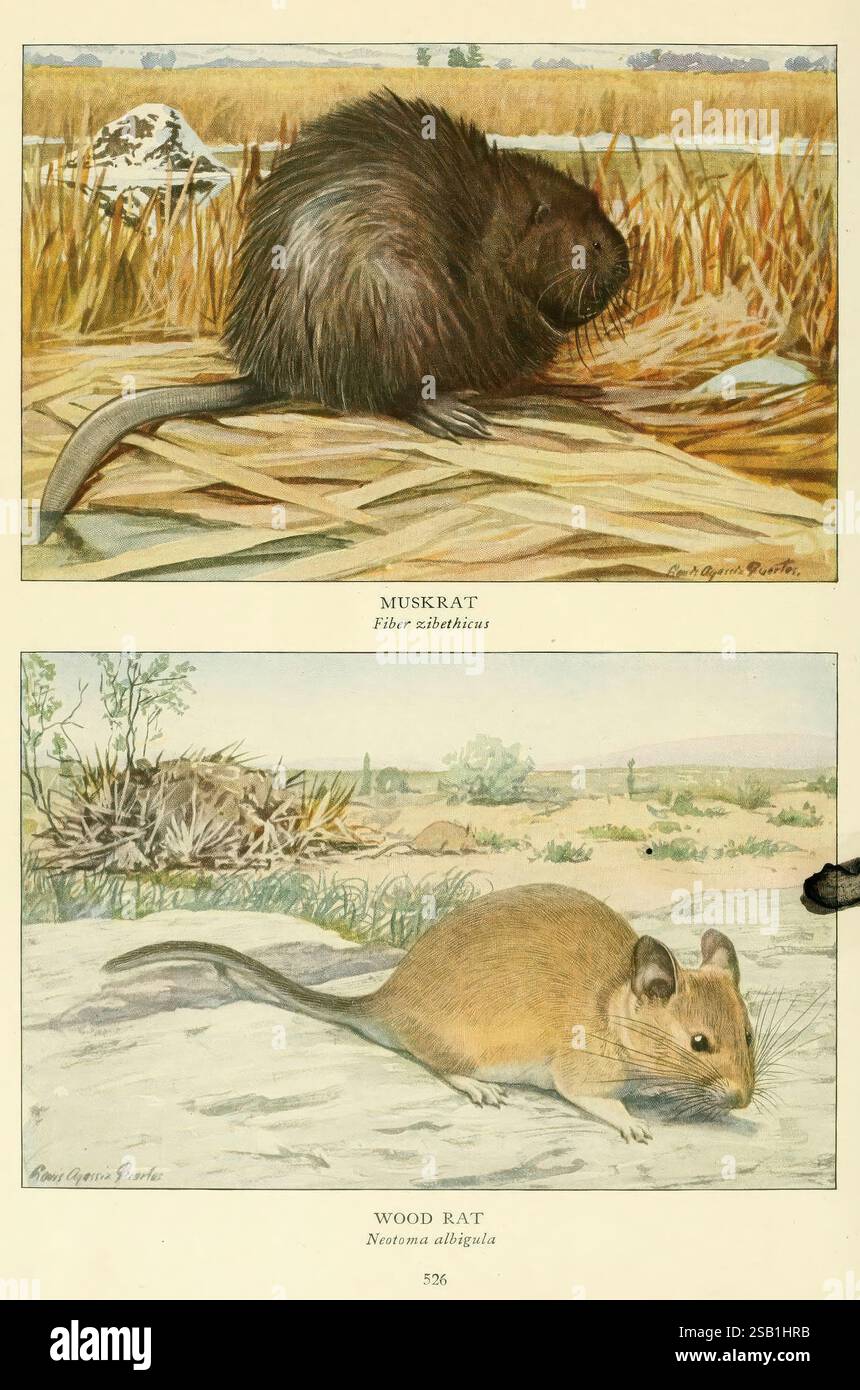 Wild animals of North America Washington, D.C. mammals North America ...