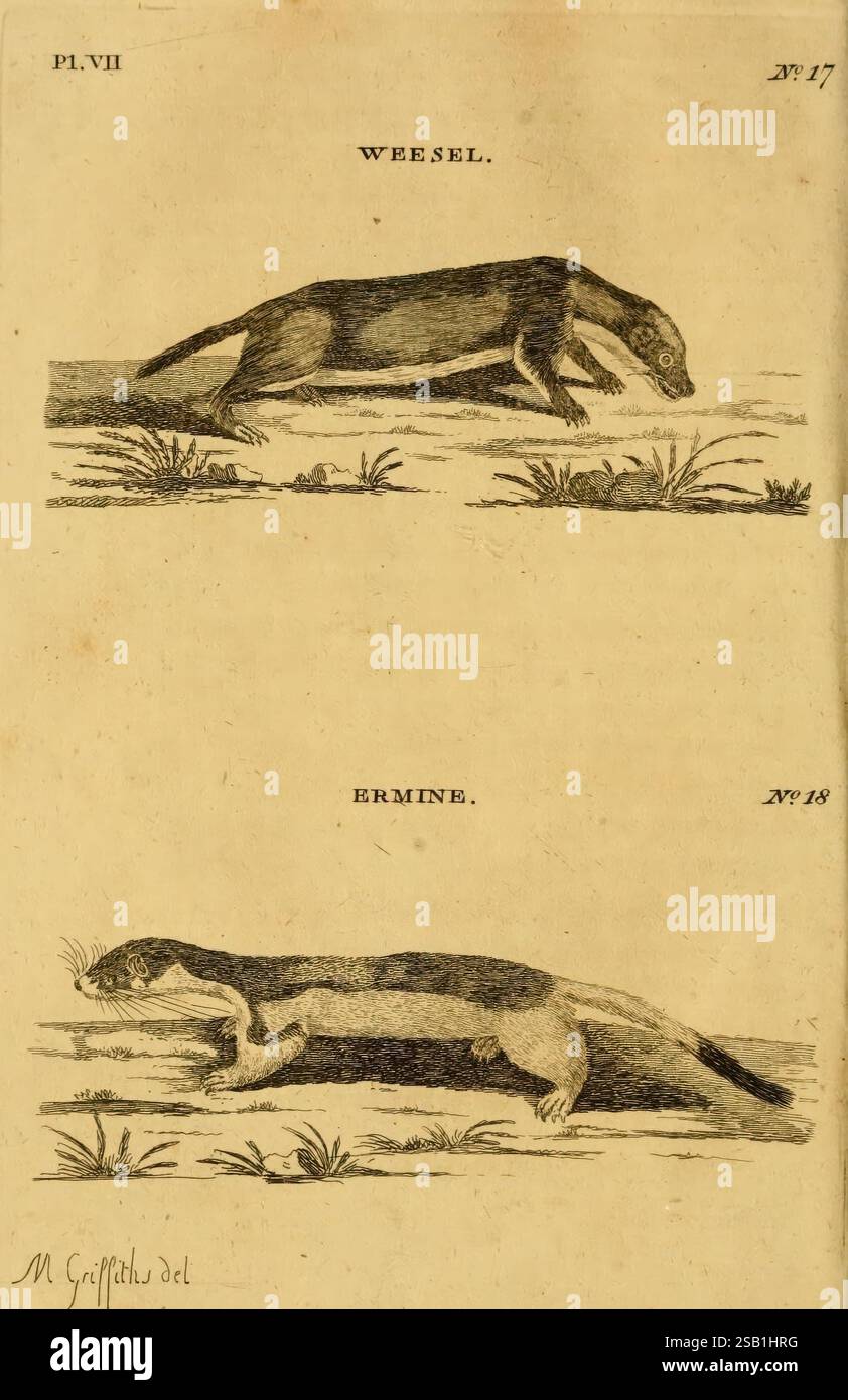 British, zoology, Warrington, Printed by W. Eyres, for B. White, London ...