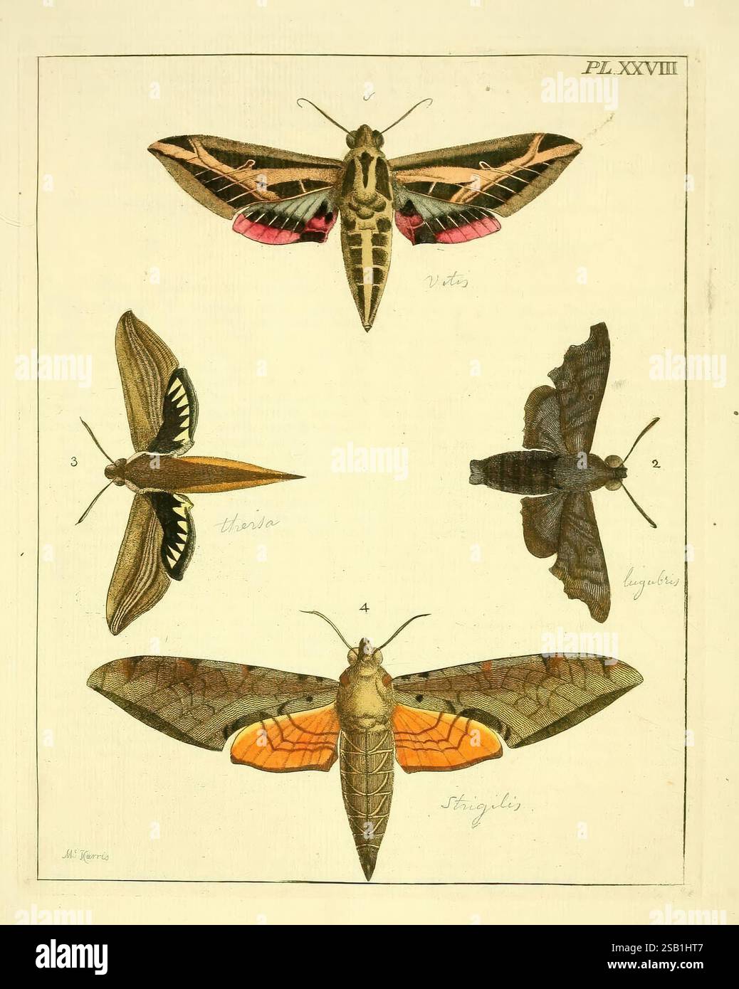 Illustration features four distinct moth species hi-res stock ...