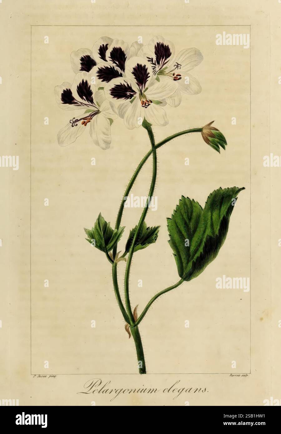 Plants ornamental botany plants drawings flowers geranium hi-res stock ...