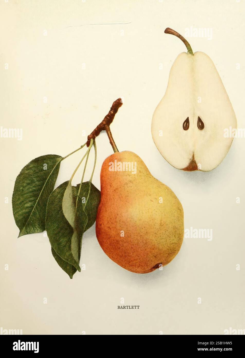 The pears of New York, Albany, Lyon, 1921, culture, Pyrus, Bartlett ...