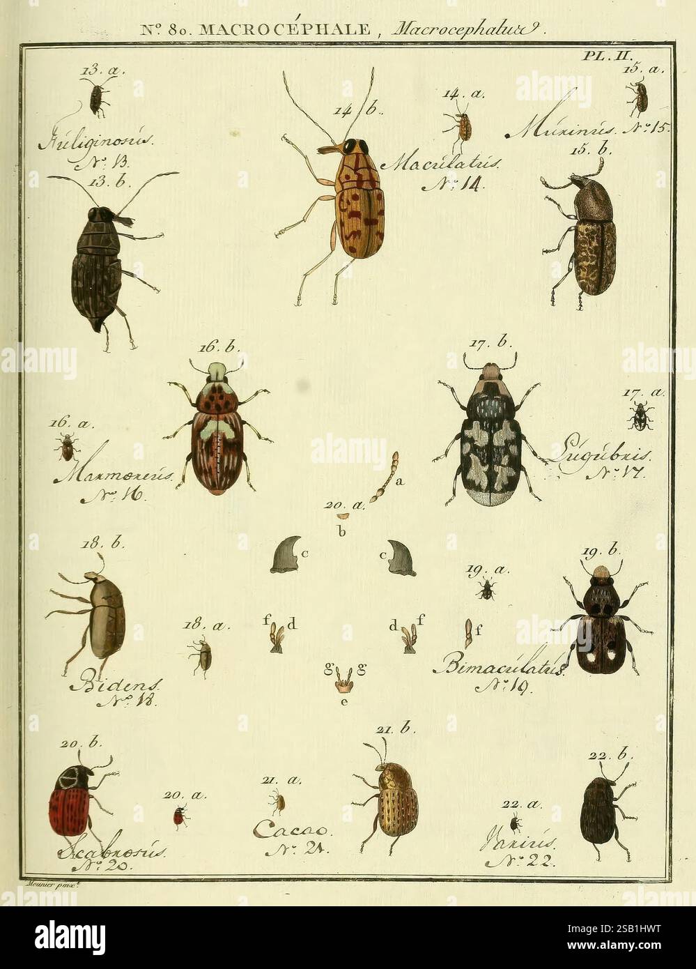 Diverse collection of various beetle species hi-res stock photography ...