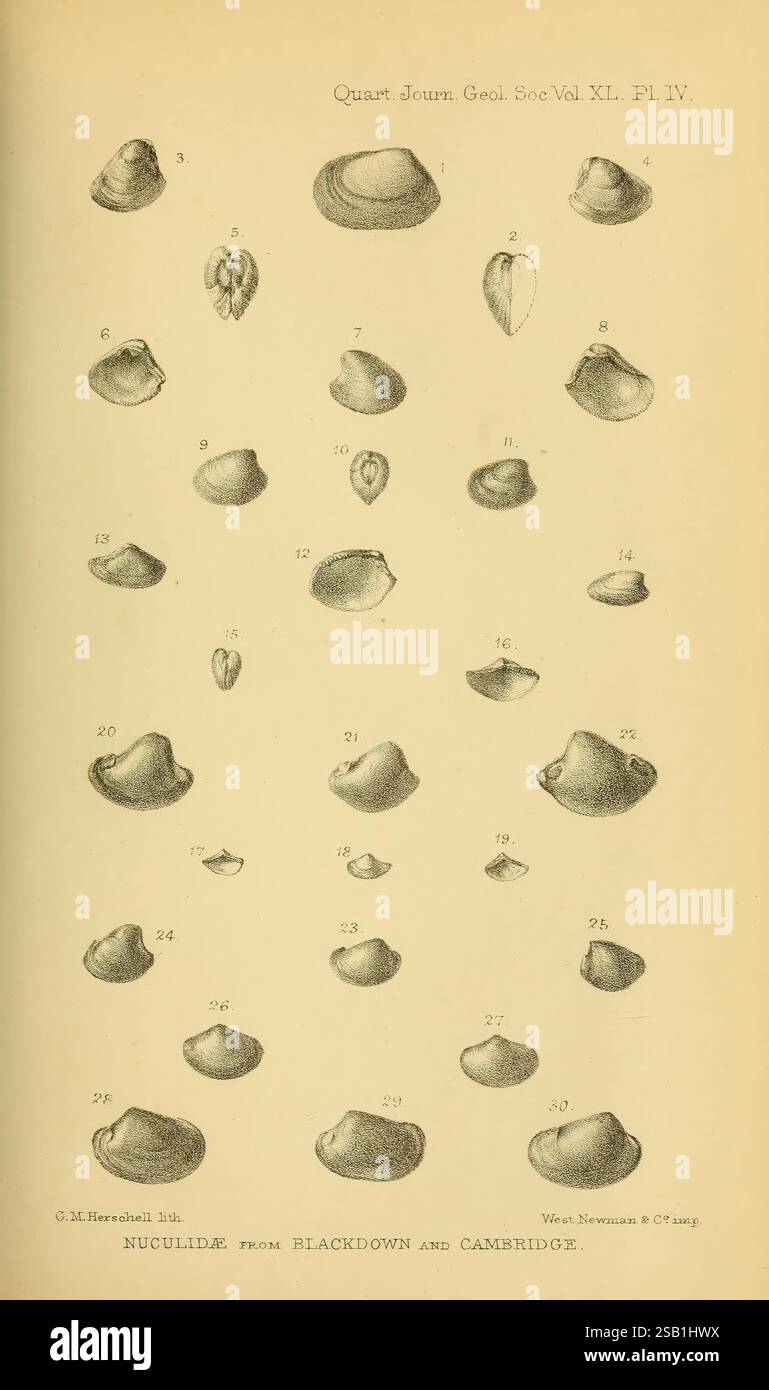 The Quarterly Journal of the Geological Society of London, v. 40 (1884 ...