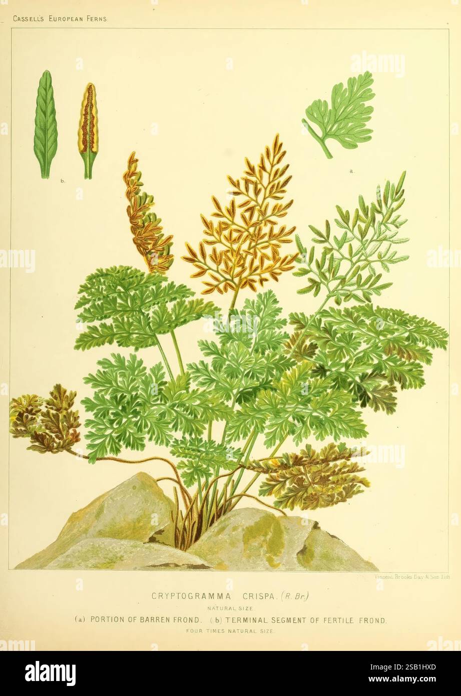 European ferns, Petter, Galpin & Co, 1879-1881, Europe, ferns, botany ...