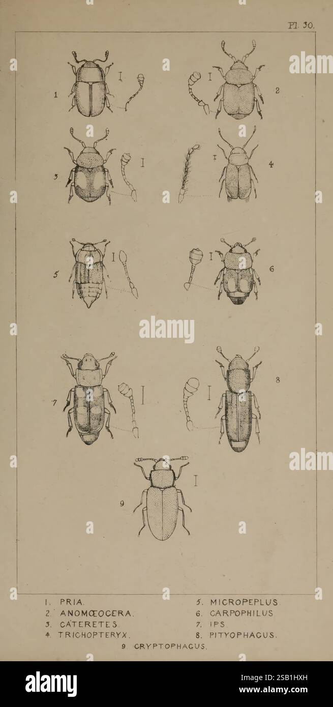 The British Coleoptera delineated, London, W. Crofts, 1840, beetles ...
