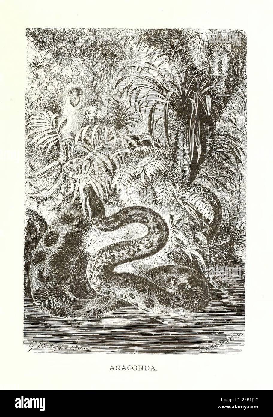 Anaconda weaves hi-res stock photography and images - Alamy