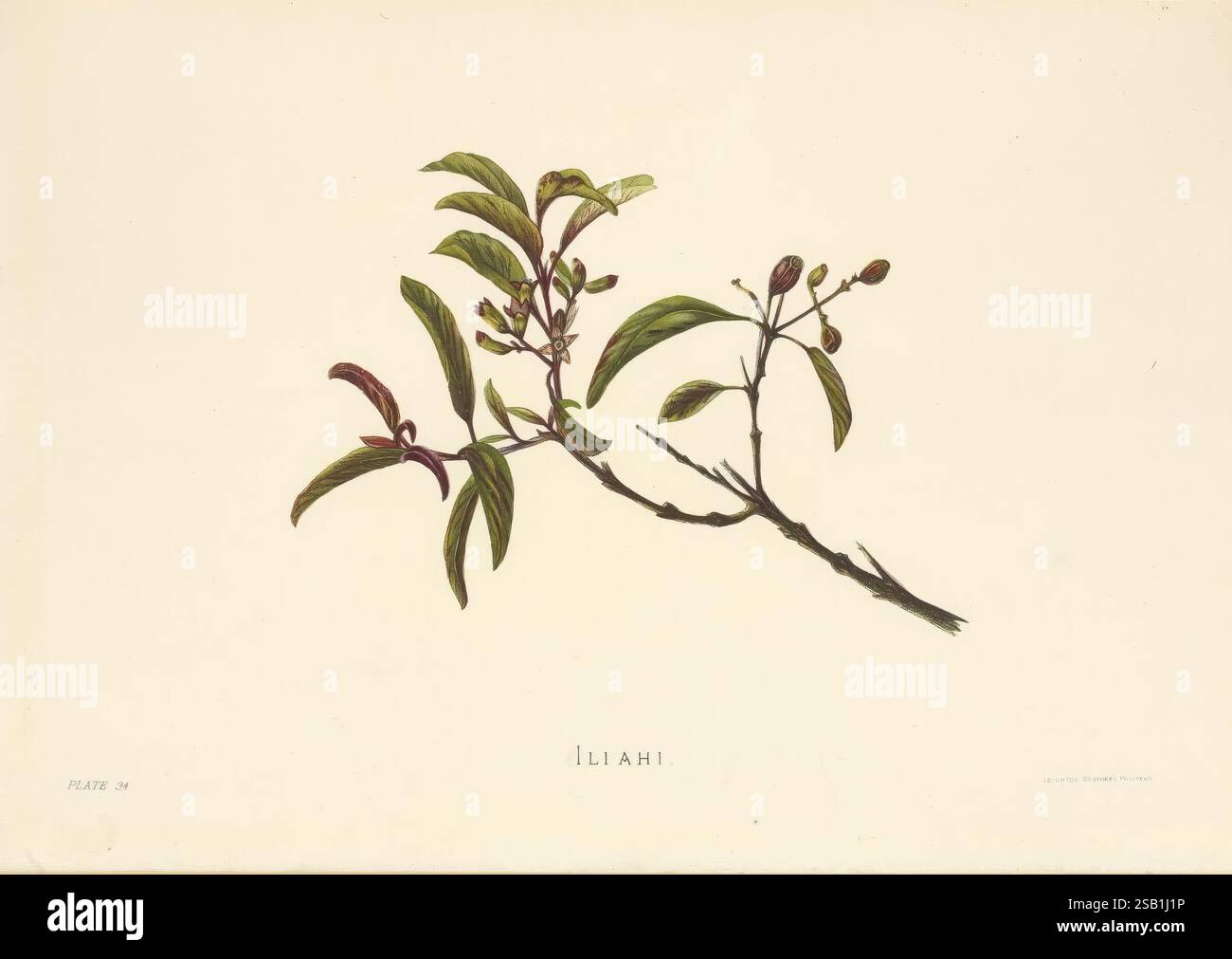 Indigenous, flowers, of, the, Hawaiian, islands, London, Sampson, Low ...