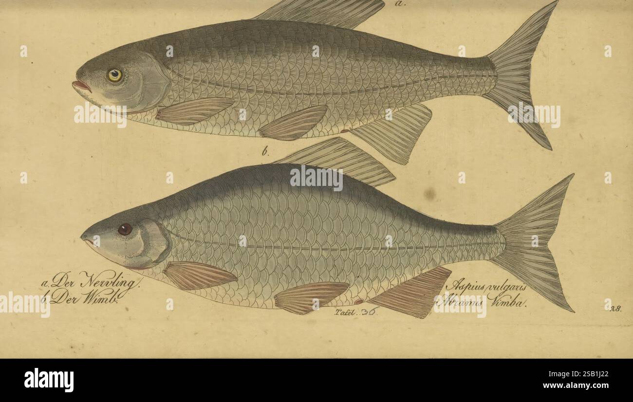 Showing unique anatomical characteristics hi-res stock photography and ...