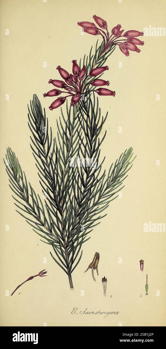 The heathery, or A monograph of the genus Erica, London, Henry G. Bohn ...