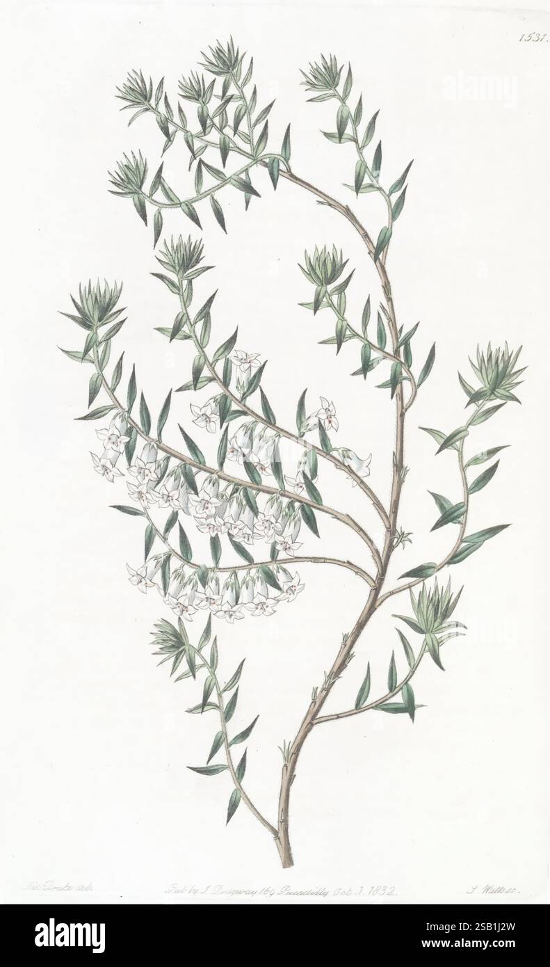 Plant introduction plants ornamental 67 sarah ann drake 2 women hi-res ...