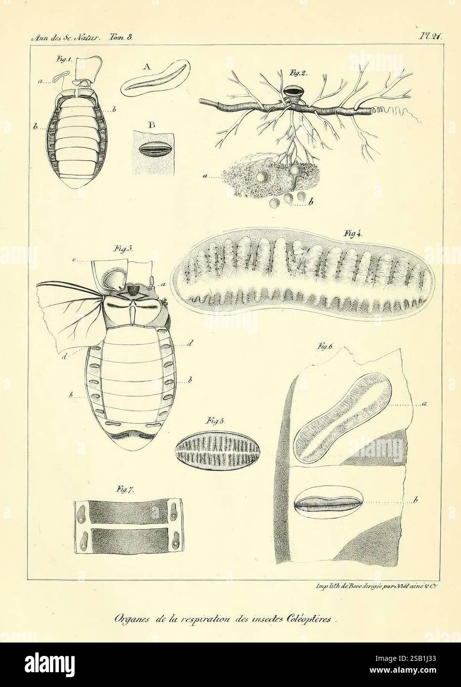 Annales des Sciences Naturelles Paris Crochard Insects Beetles Science ...