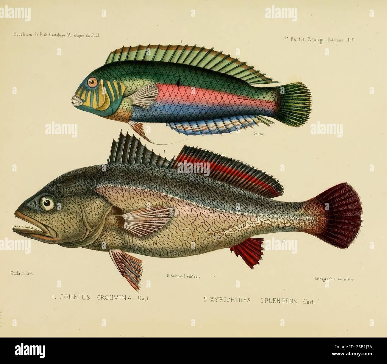 Image features two distinct fish species hi-res stock photography and ...