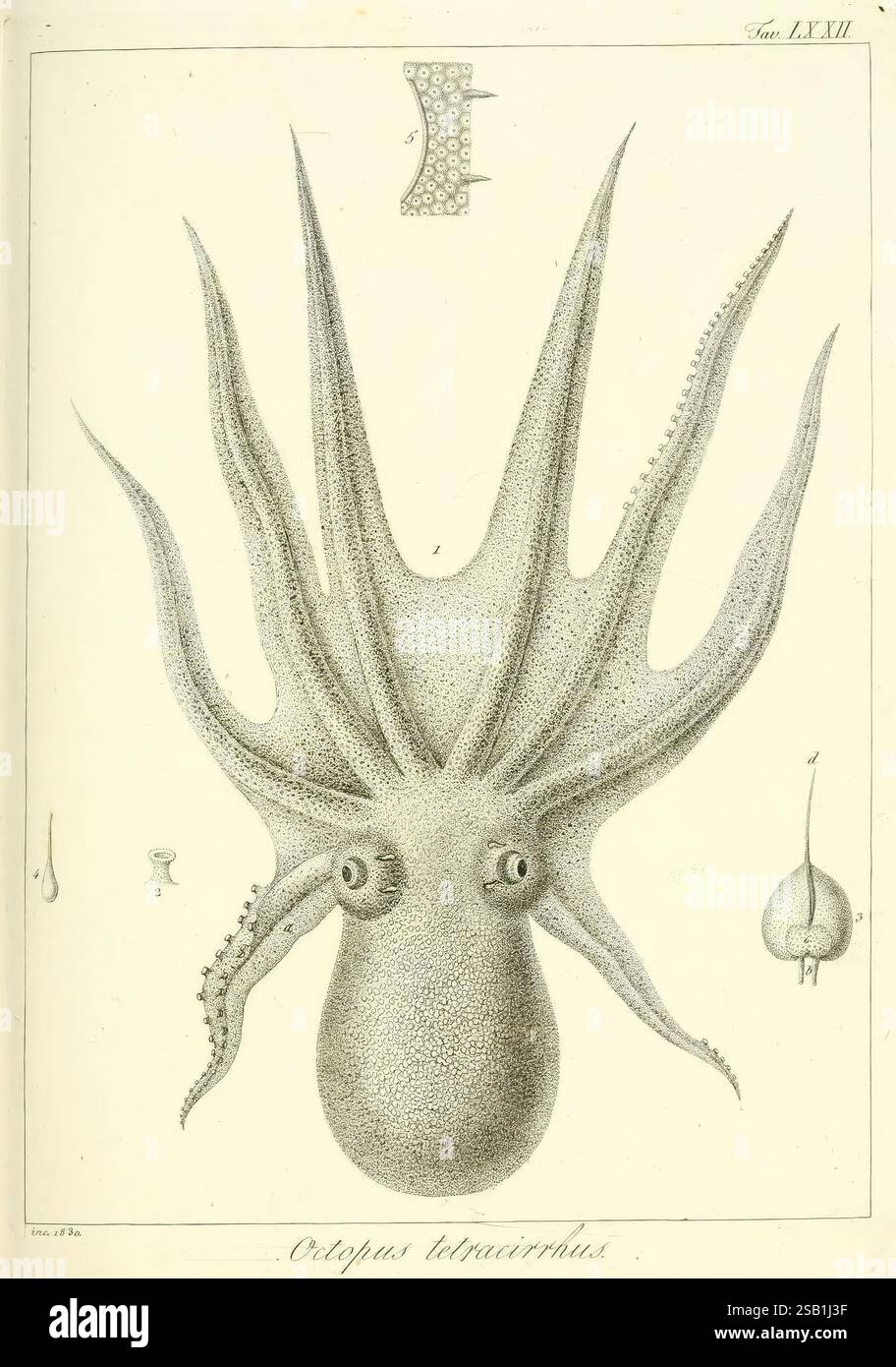 Detailed scientific illustration depicts hi-res stock photography and ...
