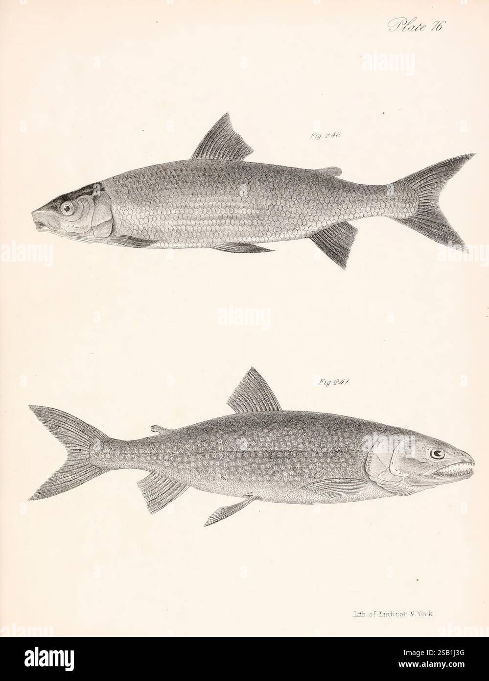 Different tail structure hi-res stock photography and images - Alamy