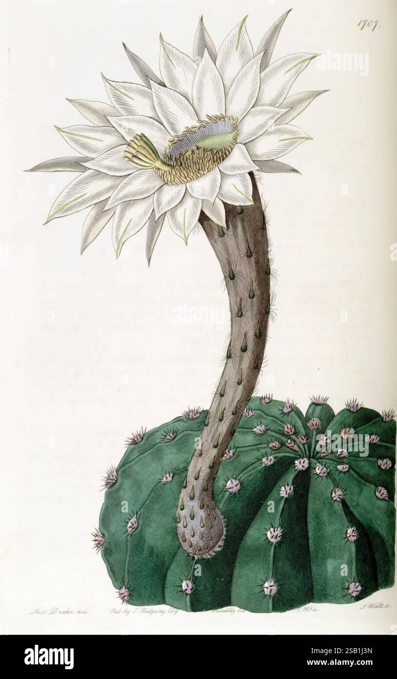 Elegant cactus displays hi-res stock photography and images - Alamy