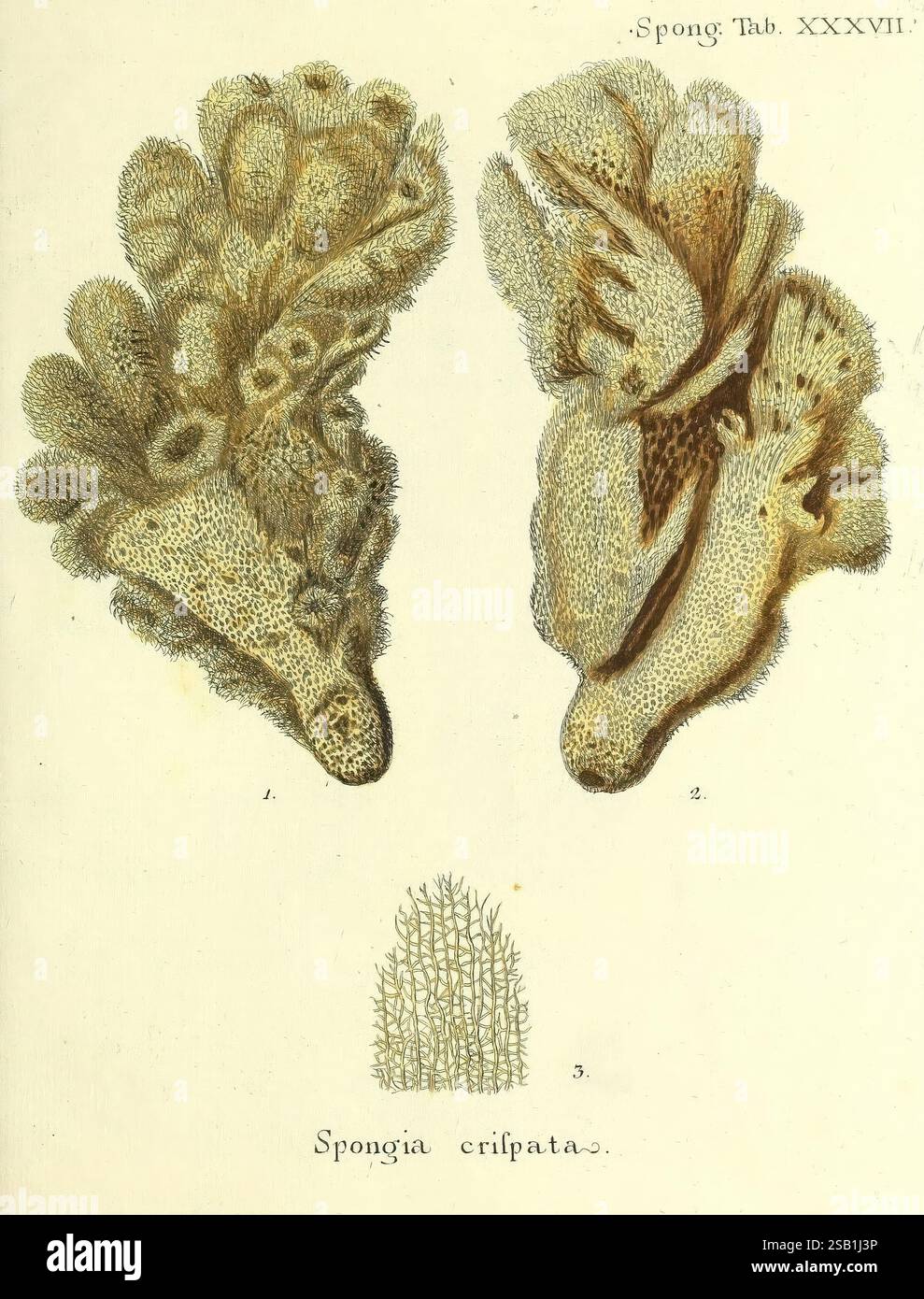 Artwork showcases three detailed illustrations hi-res stock photography ...