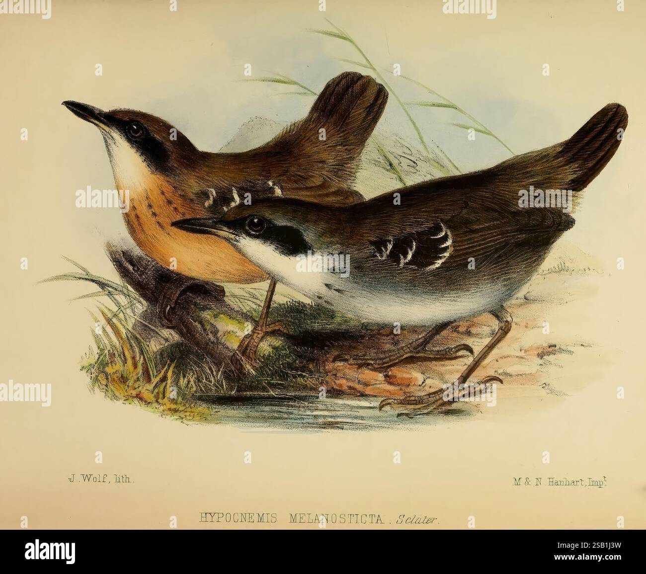 Proceedings of the Zoological Society of London, London, Academic Press ...