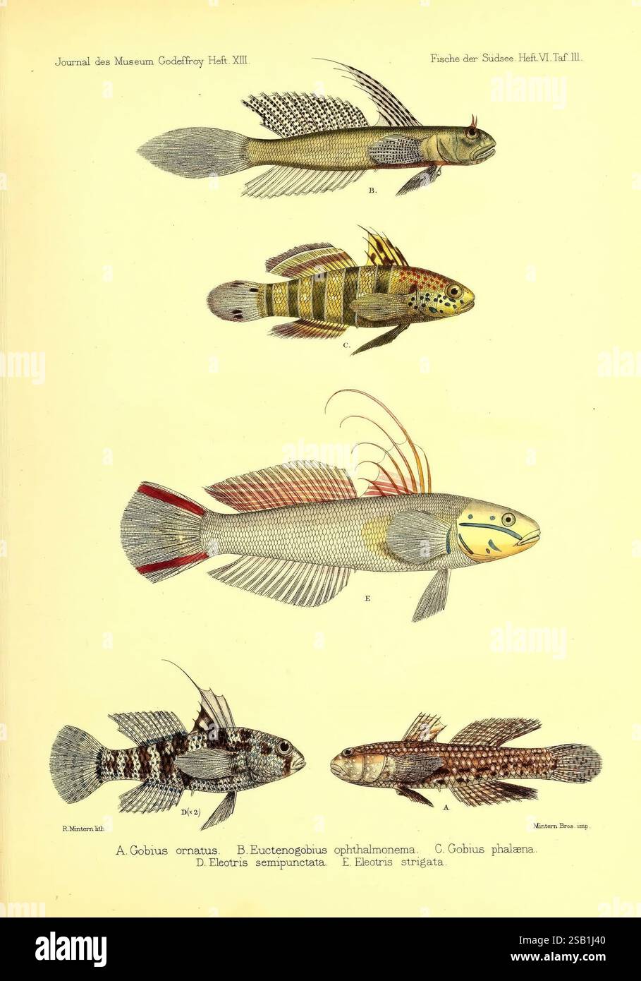 Ekstra strigata hi-res stock photography and images - Alamy