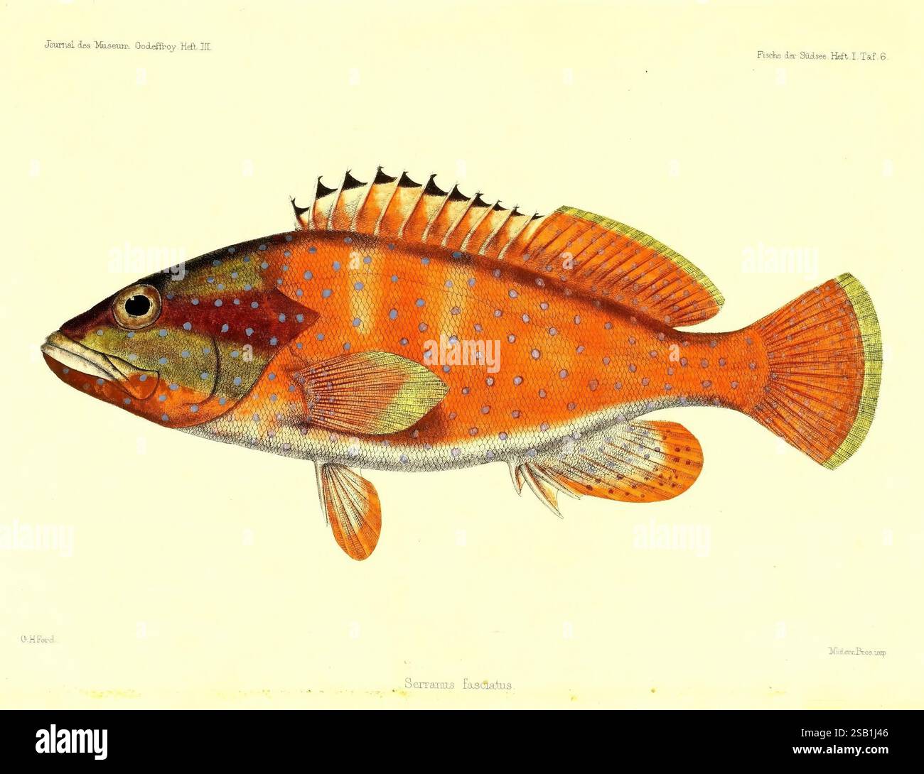 Featuring spiny structures hi-res stock photography and images - Alamy