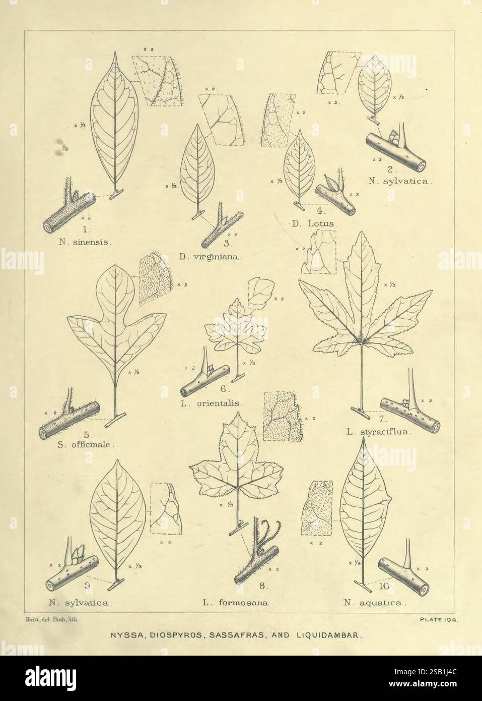 Labeled section identifies different types hi-res stock photography and ...