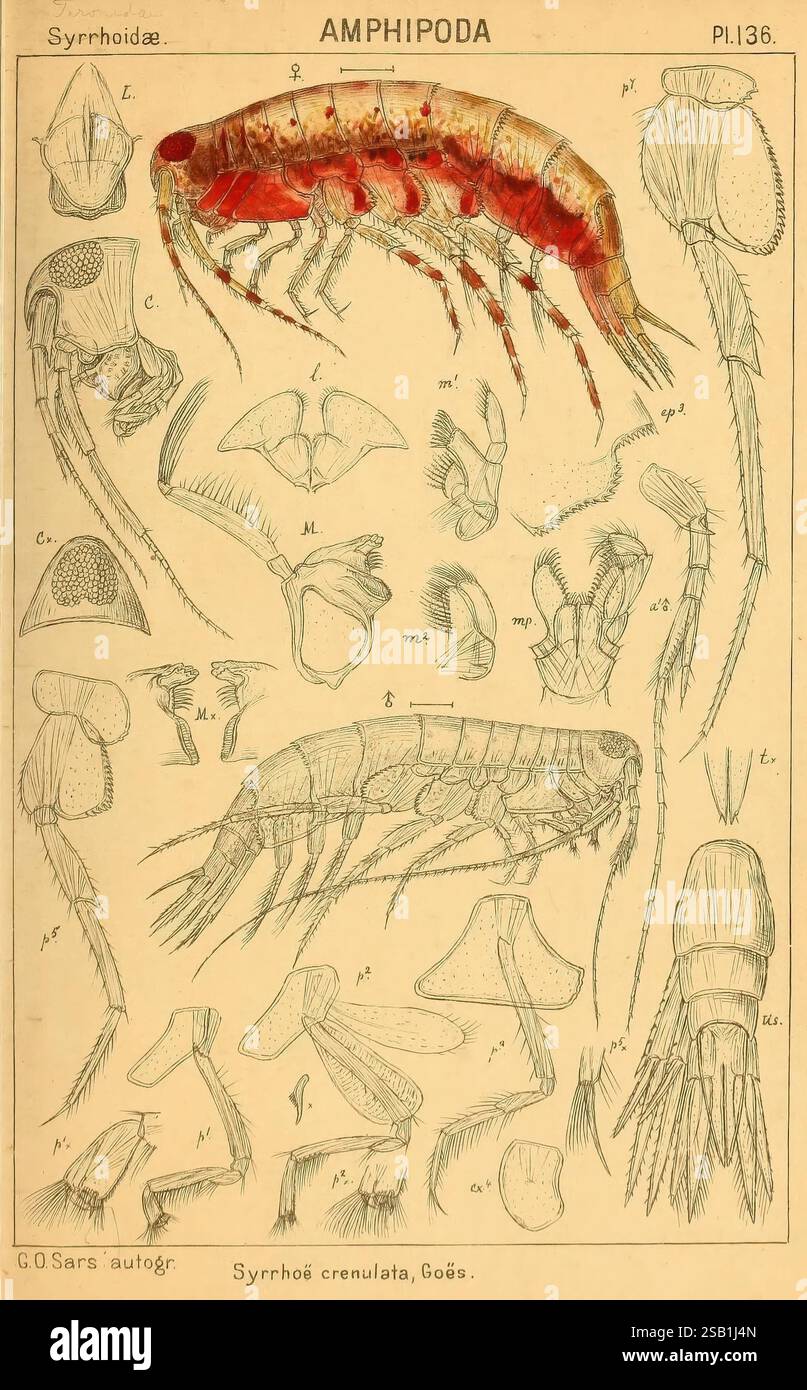 Illustration features various detailed anatomical drawings hi-res stock ...