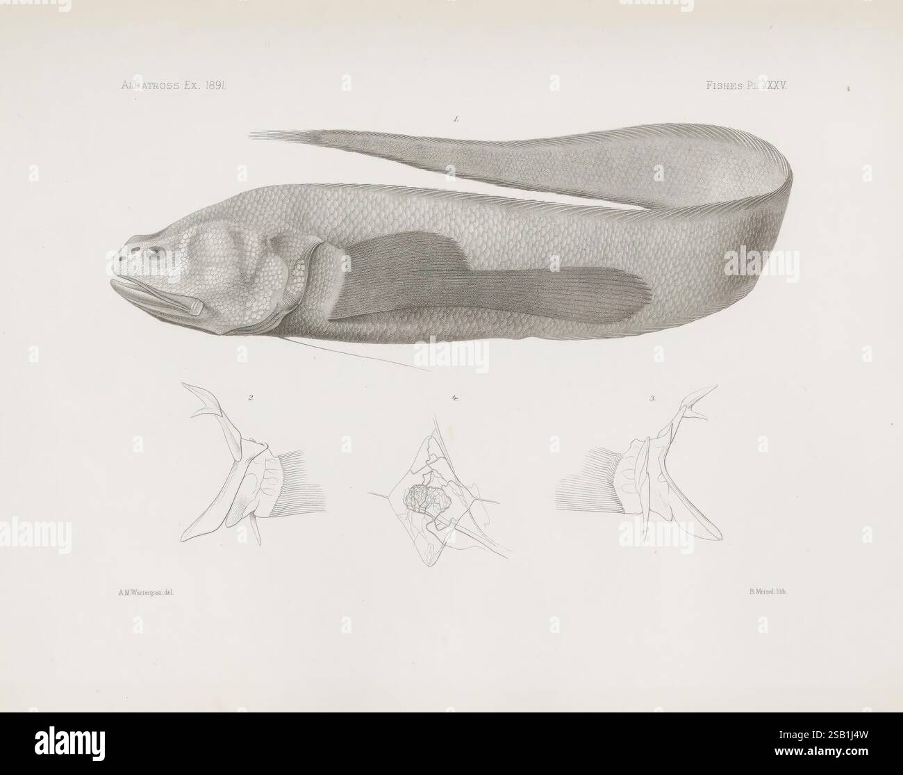 Shading techniques conveys depth hi-res stock photography and images ...
