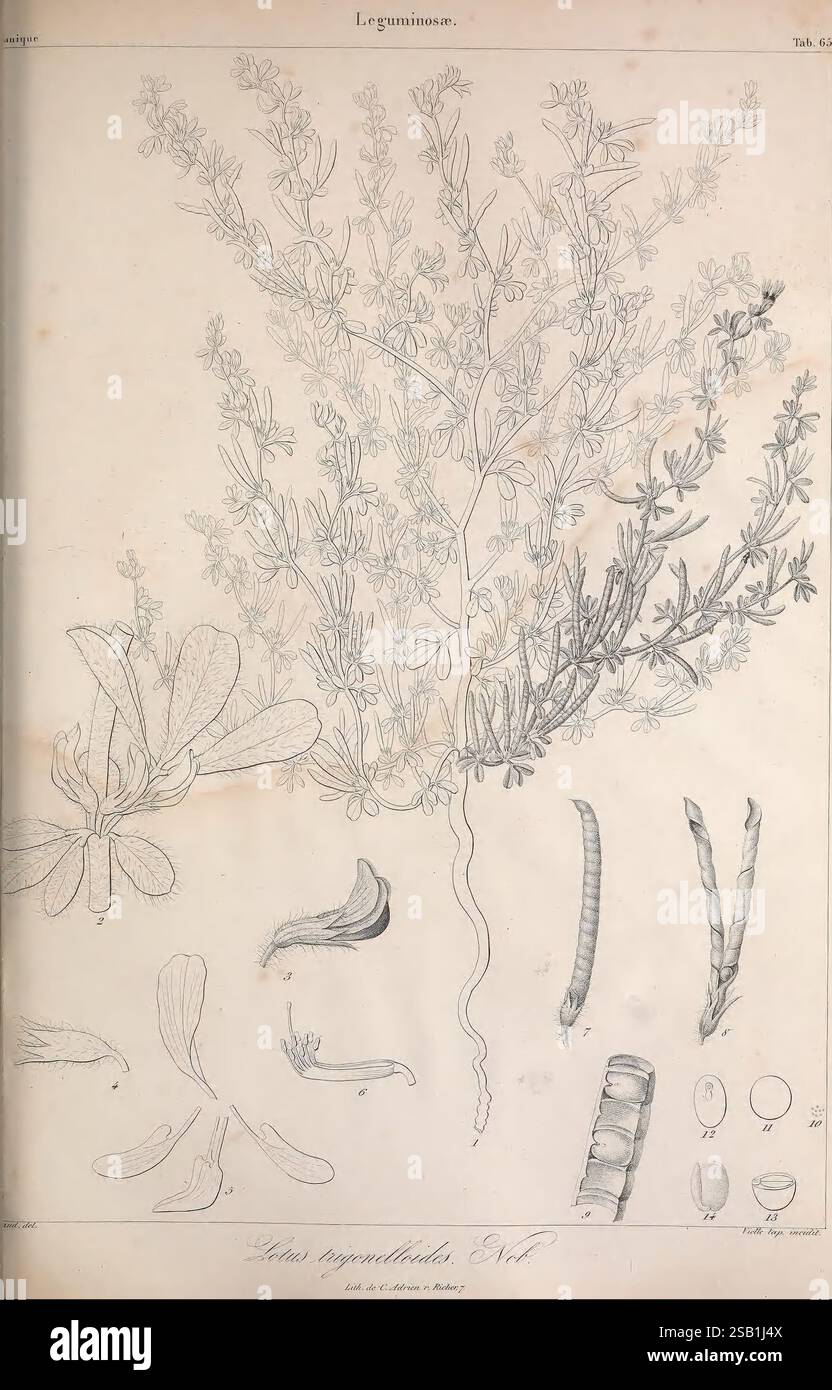 Histoire naturelle des Iles Canaries, Paris, Béthune, éditeur, 1836 ...