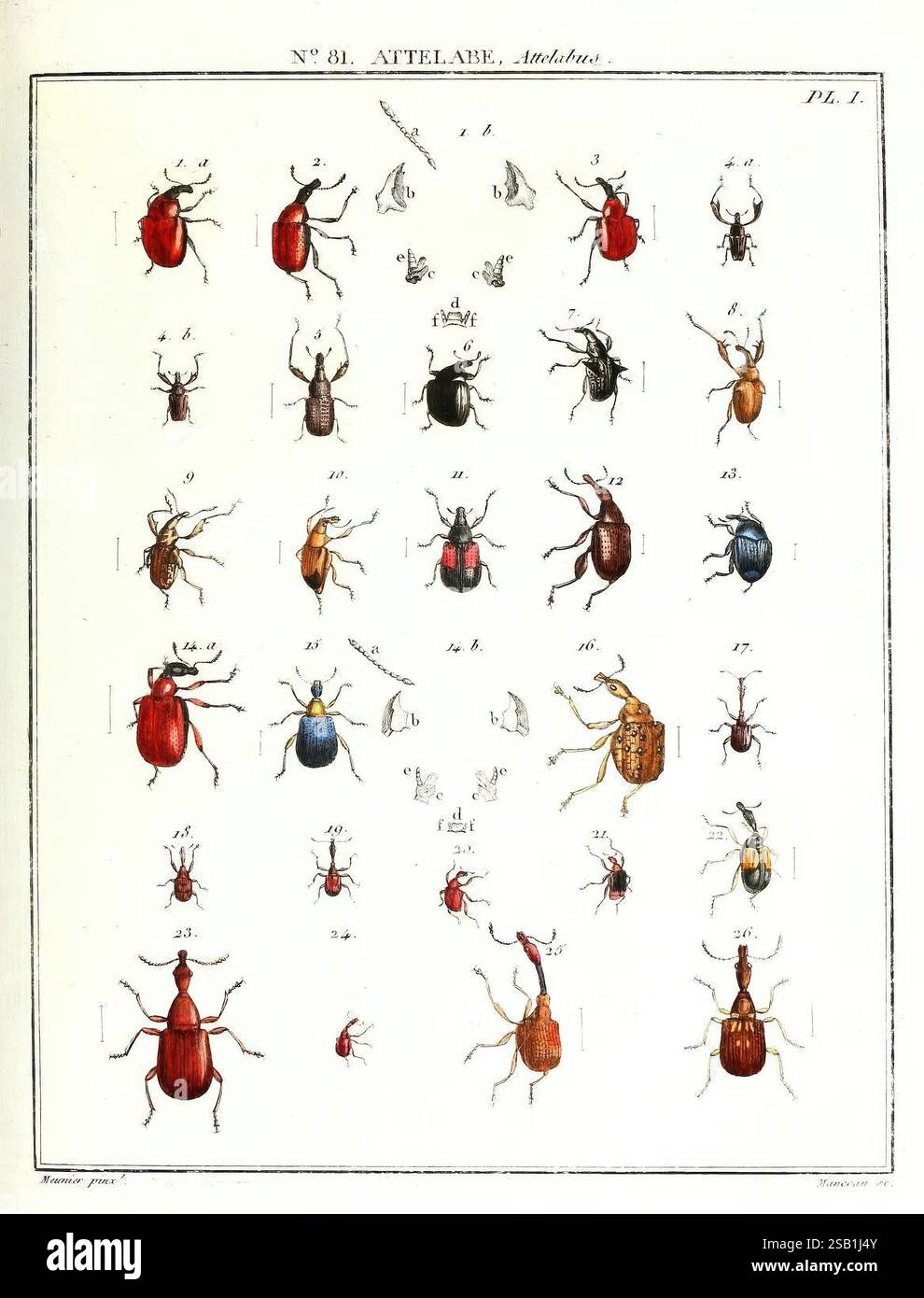 Entomologie ou Histoire naturelle des insectes, Paris, Imp. Baudouin ...