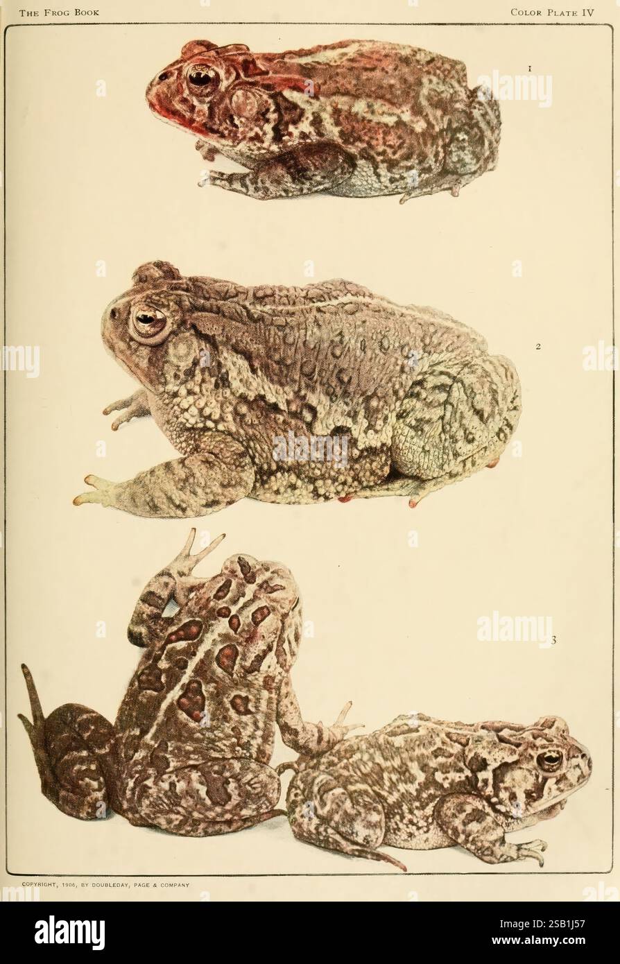 The frog book New York Doubleday Page 1907 amphibians frogs North ...