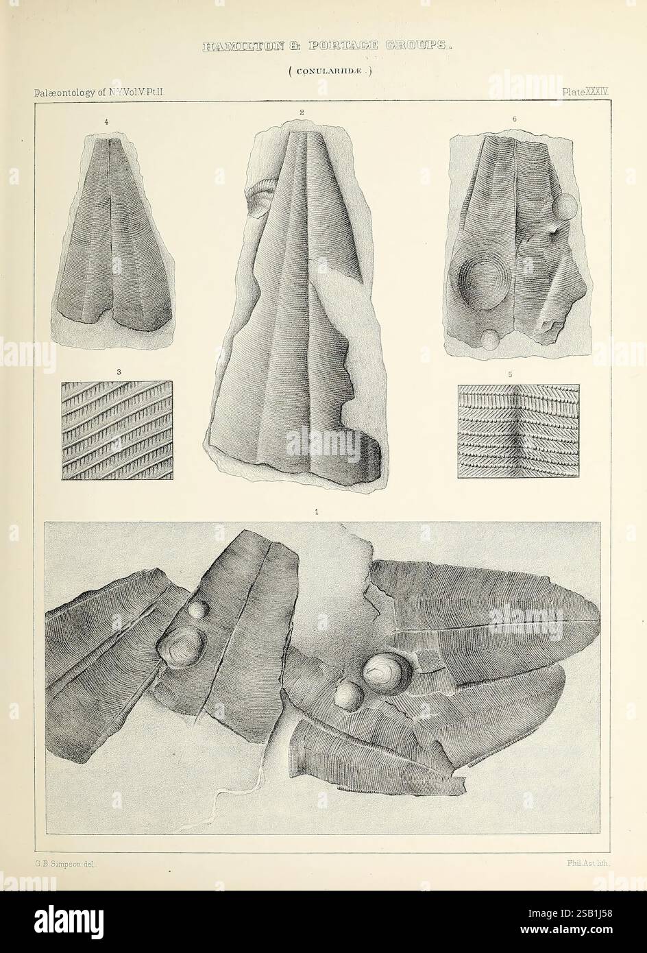 Different fossilized surfaces hi-res stock photography and images - Alamy