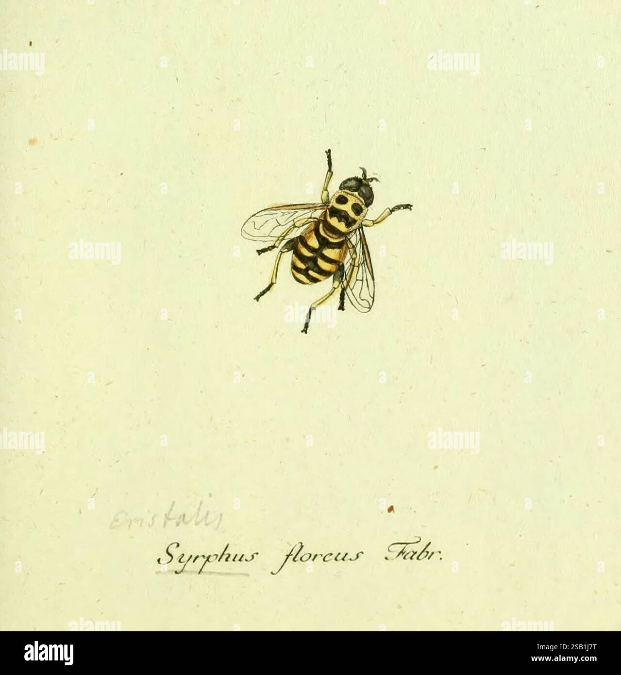 Artistry of naturalistic depiction hi-res stock photography and images ...