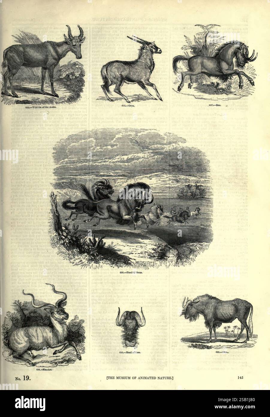 Strong physiques hi-res stock photography and images - Alamy