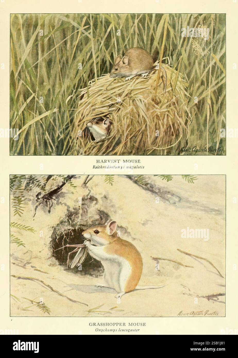 Various carnivorous mammals hi-res stock photography and images - Alamy