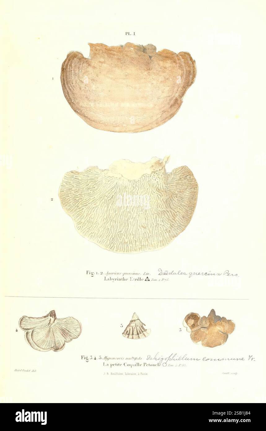 1855 mushrooms hi-res stock photography and images - Alamy