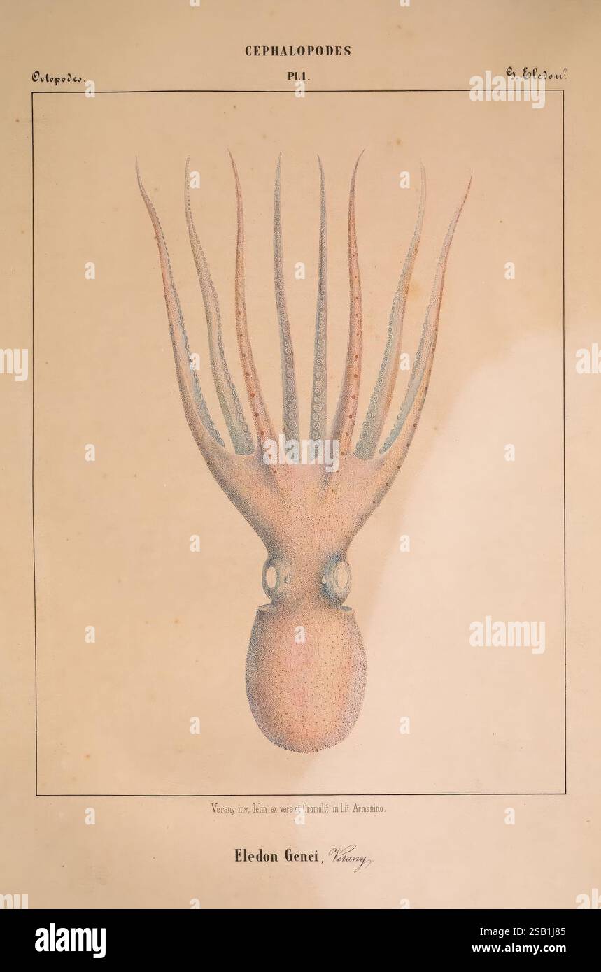 Mollusques, Mediterranean, Ge, Acnes, Impr, des sourds-muets, 1851 ...