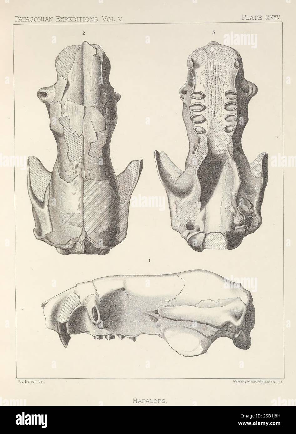 Reports of the Princeton University Expeditions to Patagonia, 1896-1899 ...