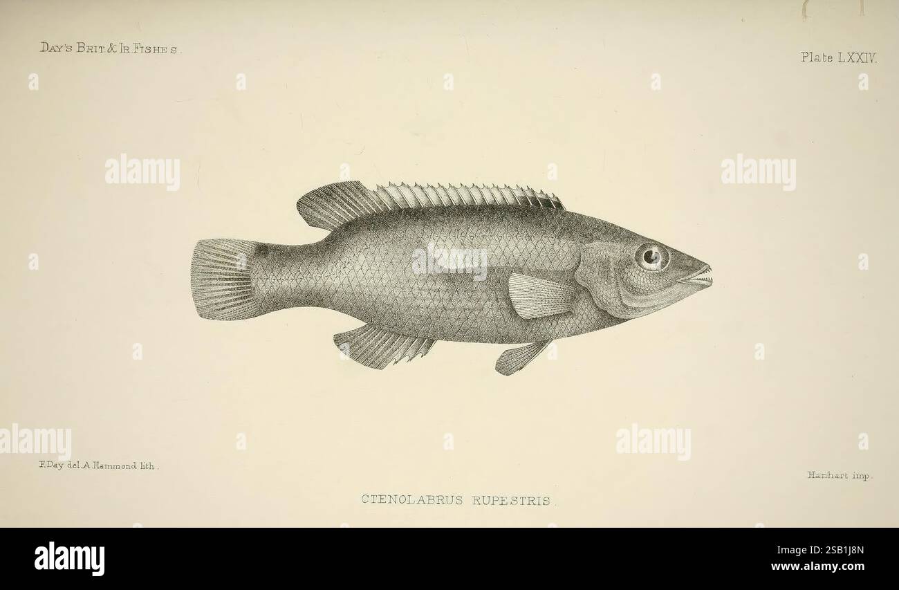 The, fishes, of, Great Britain, and, Ireland, Edinburgh, Williams, and ...