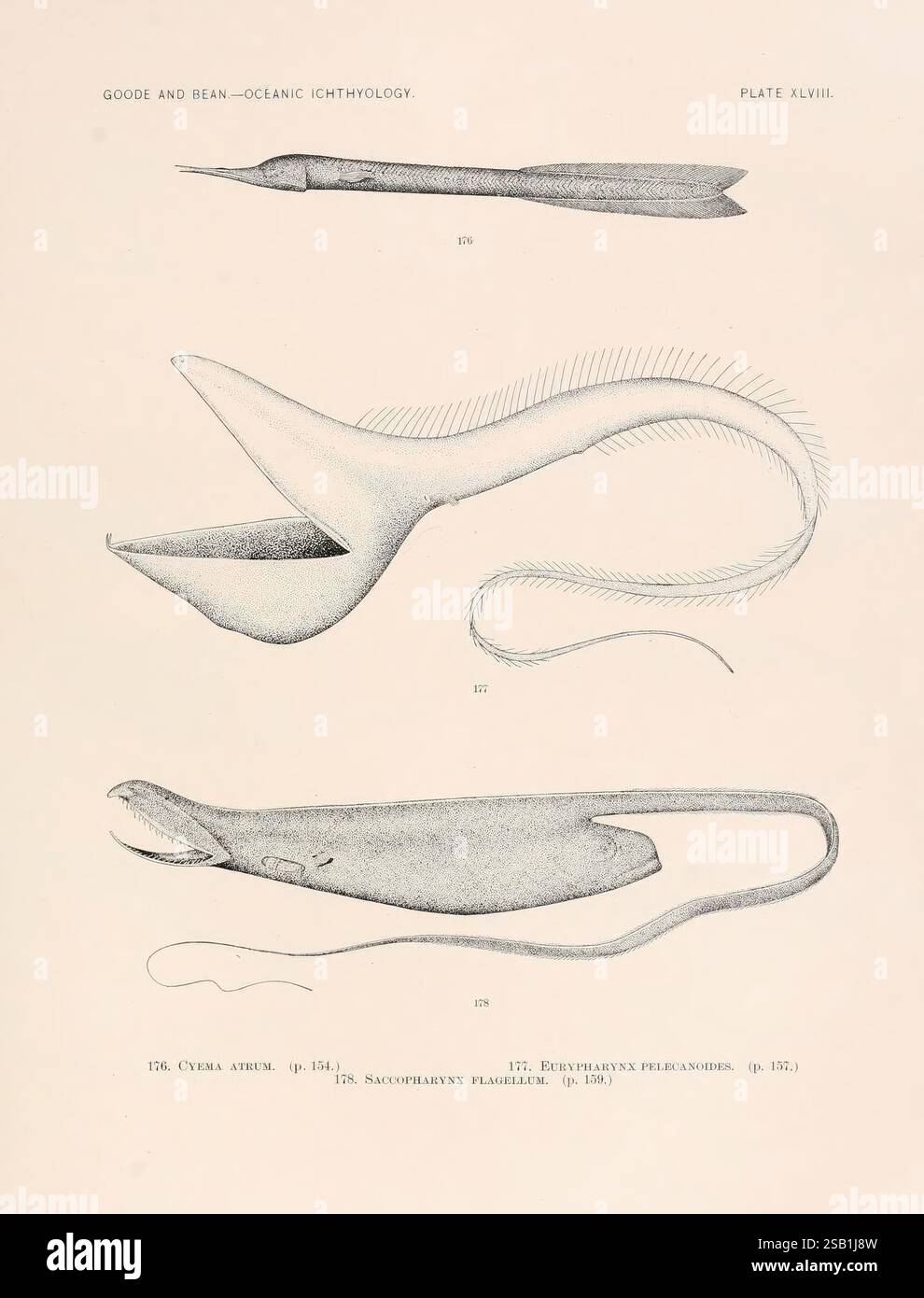 Oceanic, Ichthyology, v.22, Atlas, Cambridge, U.S.A, 1896, Atlantic ...