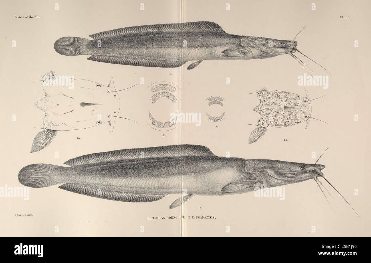 The fishes of the Nile. London, Pub. for the Egyptian government by H ...