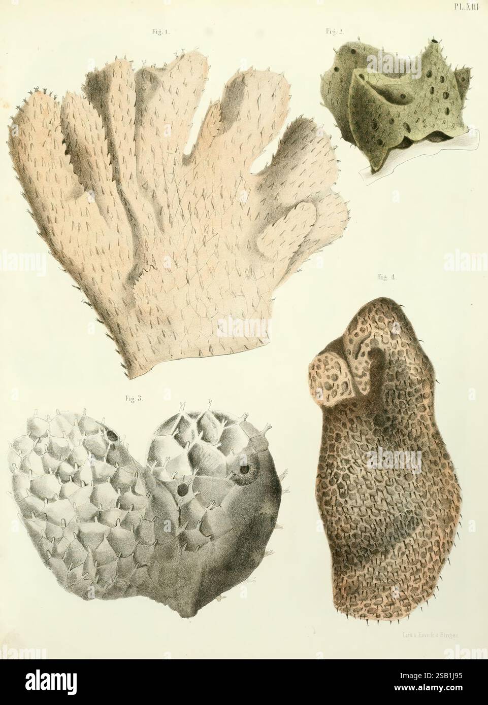 Corals delicate features hi-res stock photography and images - Alamy