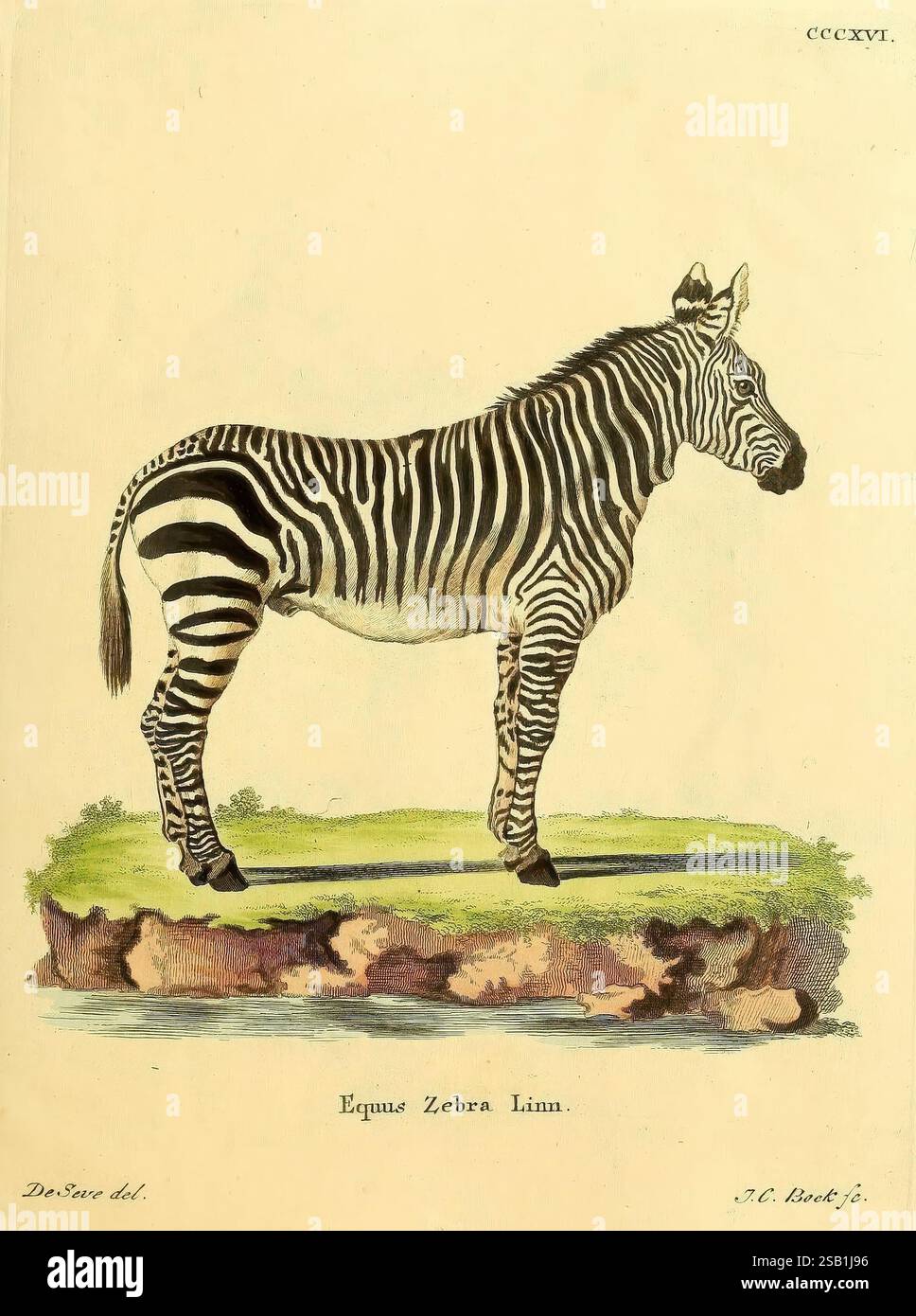 Equus zebra linnaeus hi-res stock photography and images - Alamy