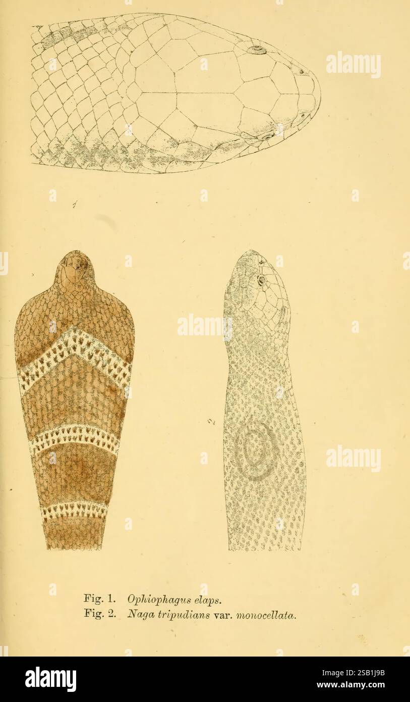 Ophiophagus claps hi-res stock photography and images - Alamy