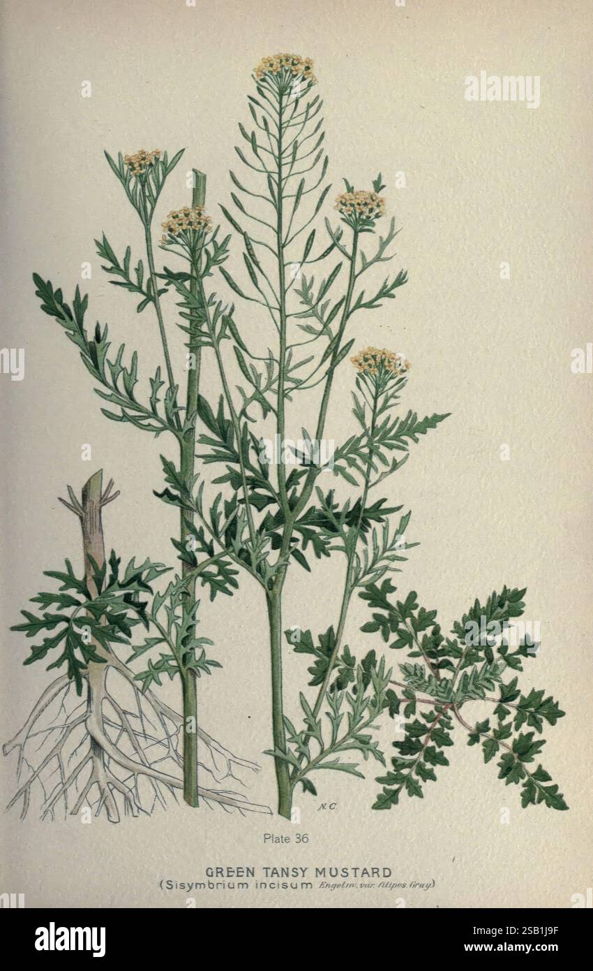 Green tansy mustard hi-res stock photography and images - Alamy