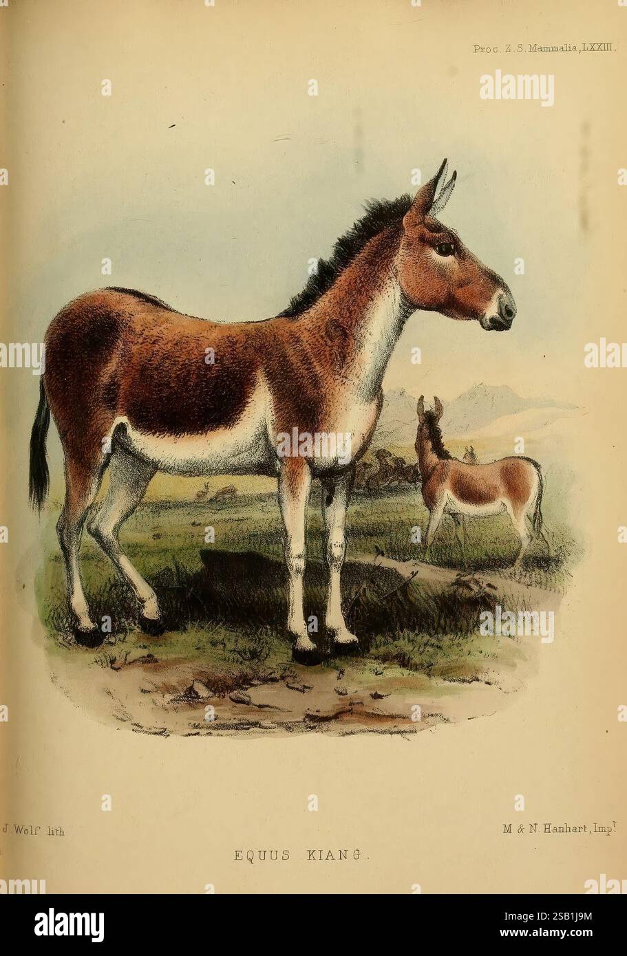 Distinctive black mane hi-res stock photography and images - Alamy