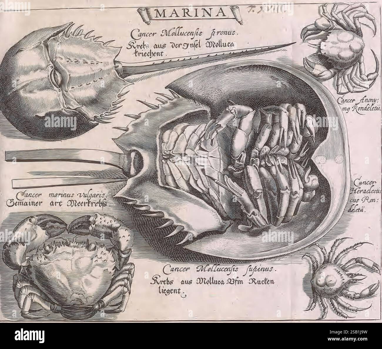 Michael rupertus besleri collegerunt nuremberg s n hi-res stock ...