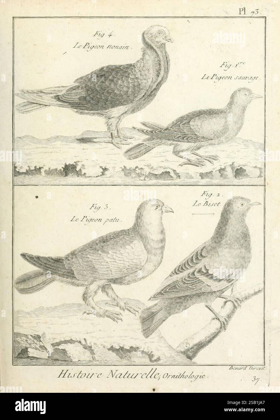 Middle section reveals another pigeon hi-res stock photography and ...