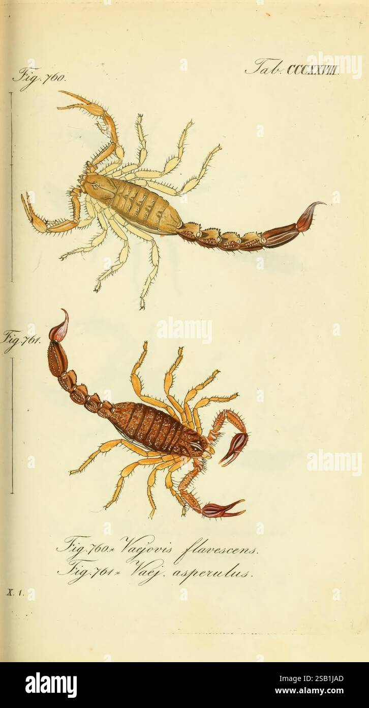 Die Arachniden, Nürnberg, In der C. H. Zeh'schen Buchhandlung, 1831 ...